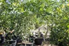 Mexican Lime Tree — GDNC Nursery