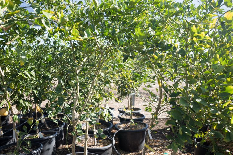Mexican Lime Tree — GDNC Nursery