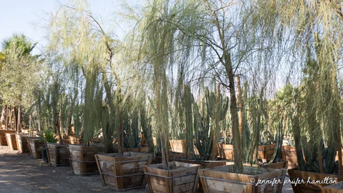 Shoestring Acacia — GDNC Nursery