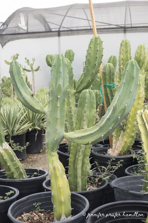 Blue Myrtle Cactus — GDNC Nursery