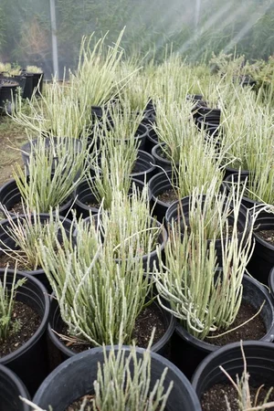 Candelilla — GDNC Nursery
