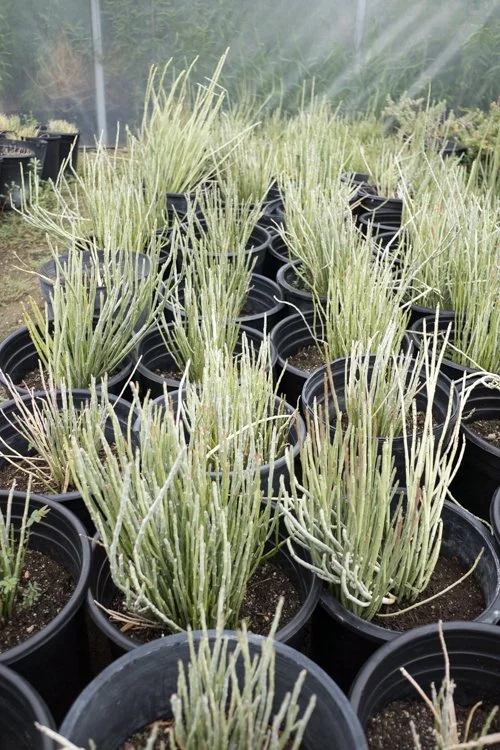 Candelilla — GDNC Nursery