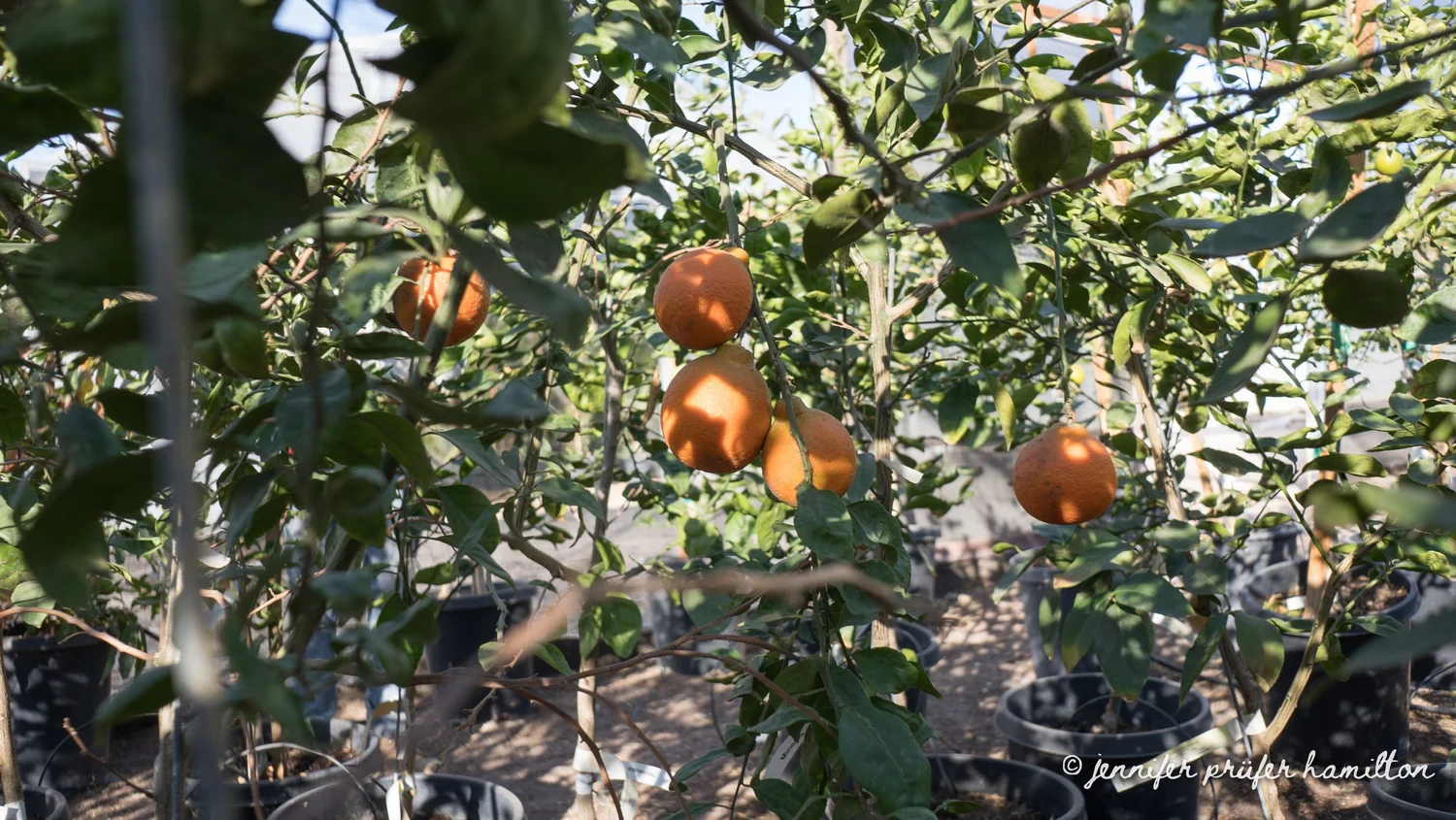 Tangelo Tree — GDNC Nursery