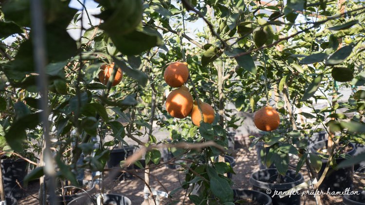 Tangelo Tree — GDNC Nursery