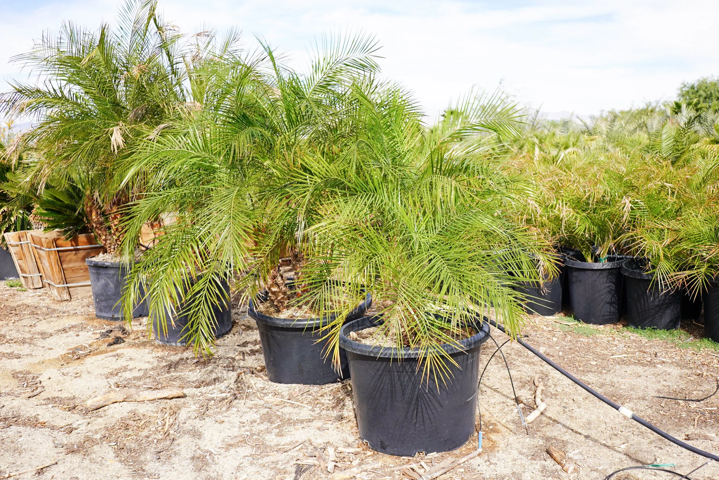 Pygmy Date Palm — GDNC Nursery