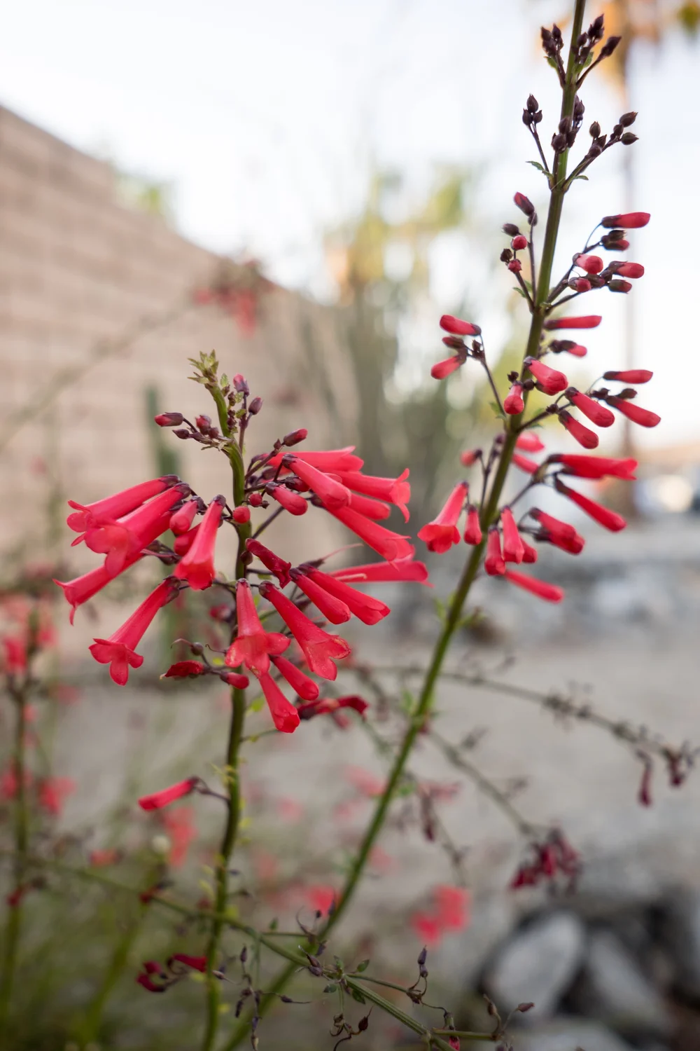 Firecracker Plant — GDNC Nursery