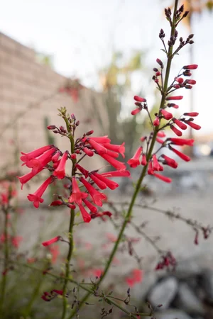 Firecracker Plant — GDNC Nursery