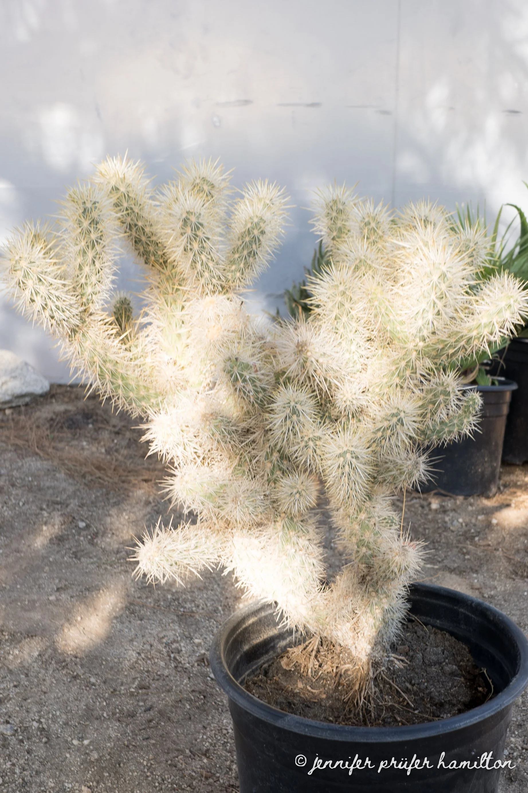 Silver Cholla — GDNC Nursery