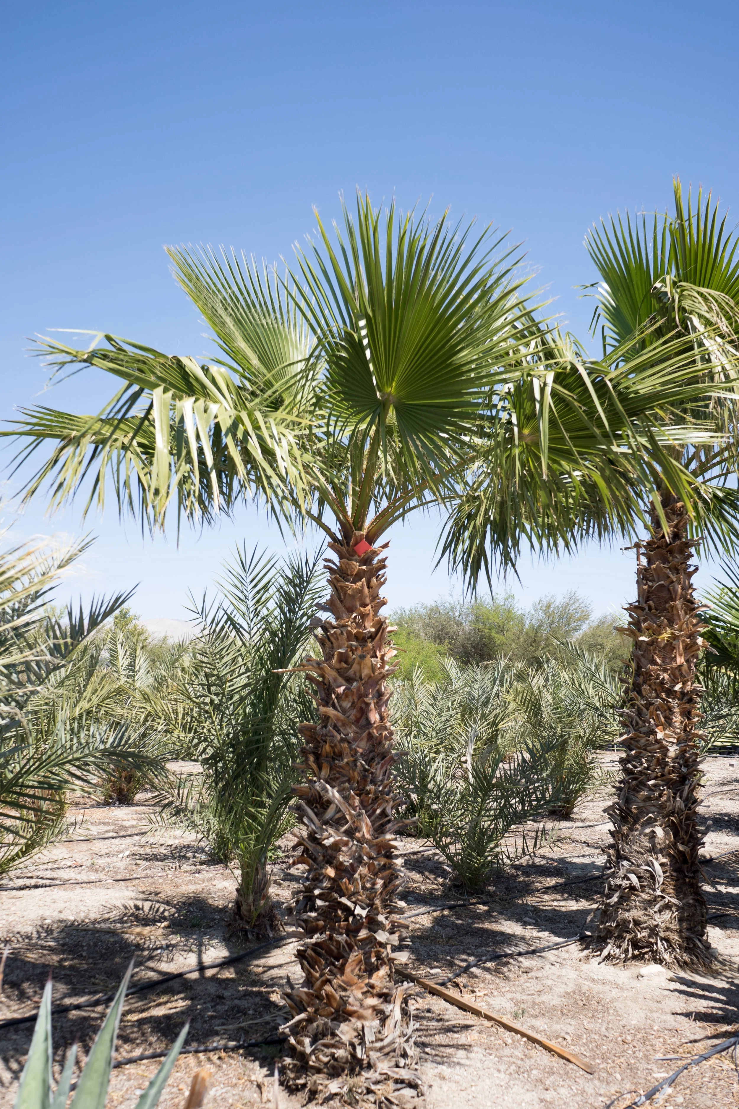 Mexican Fan Palm — GDNC Nursery