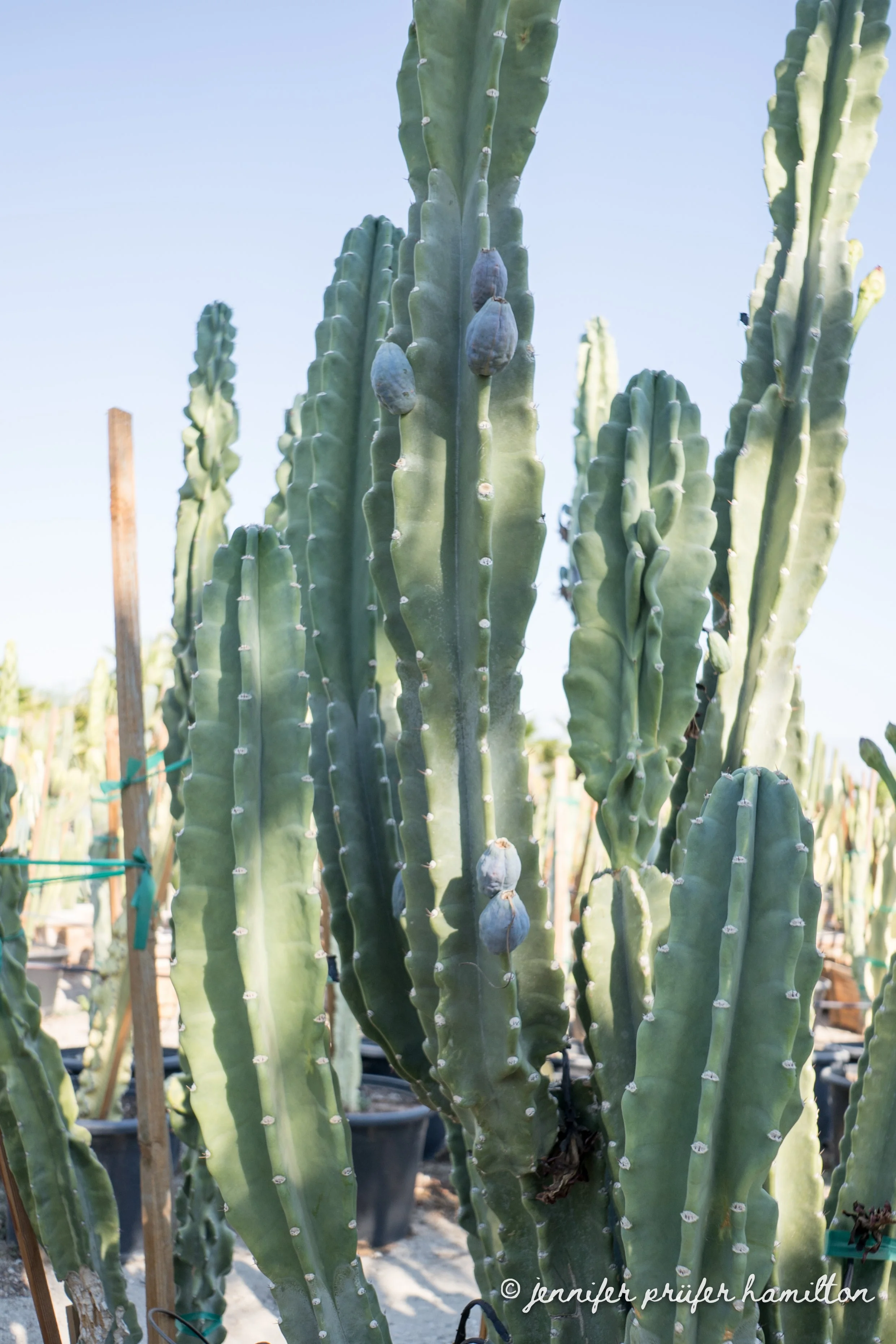 Cereus Repandus — GDNC Nursery