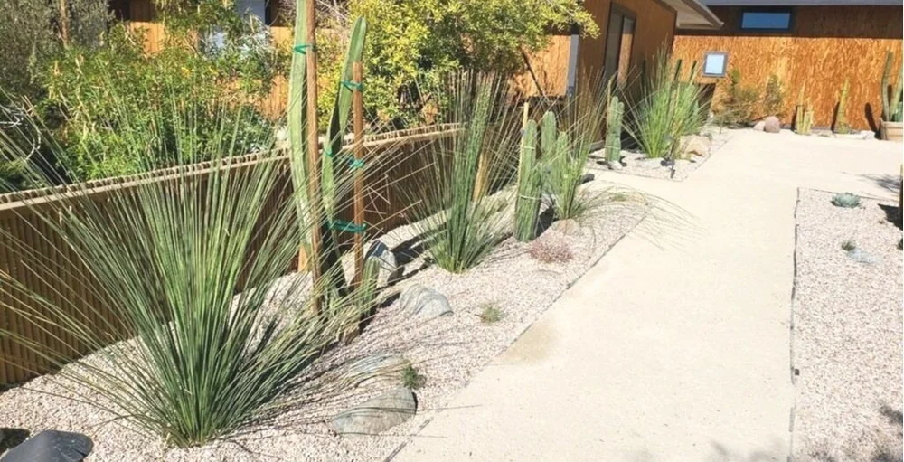 Mexican Grass Tree — GDNC Nursery