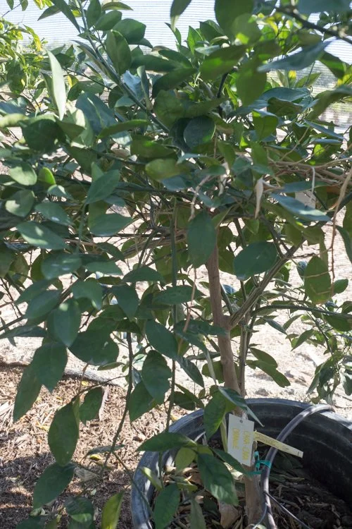 Cara Cara Orange Tree — GDNC Nursery
