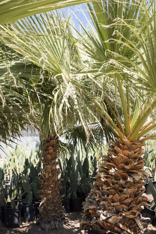 Mexican Fan Palm — GDNC Nursery