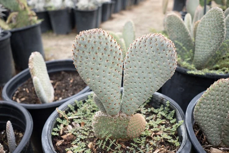 Beavertail Cactus — GDNC Nursery