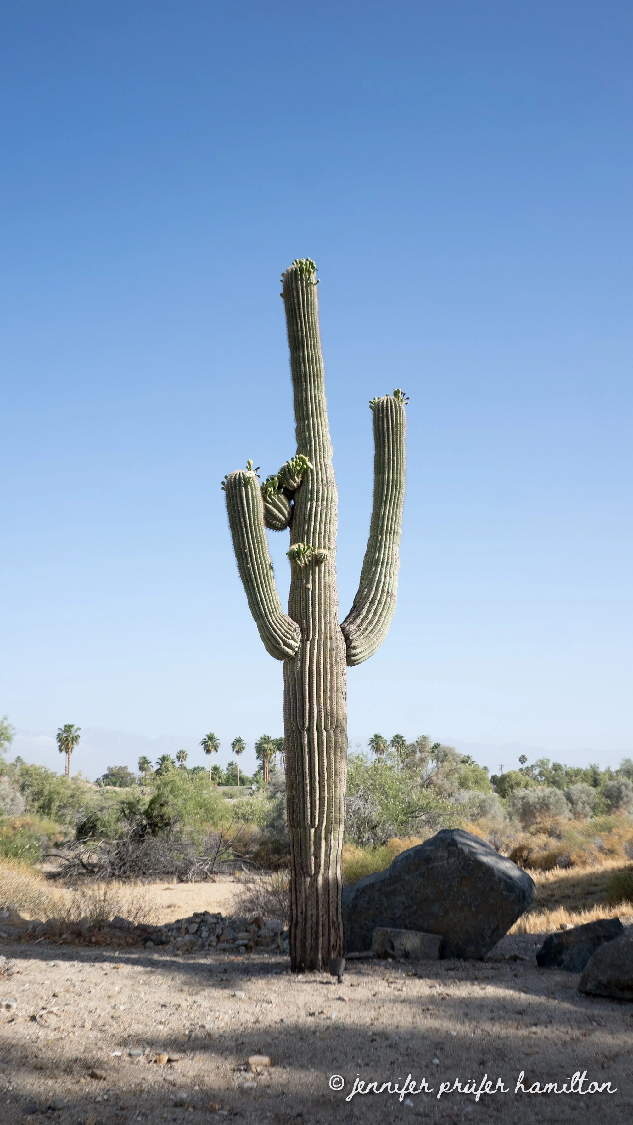 Argentine Saguaro — GDNC Nursery