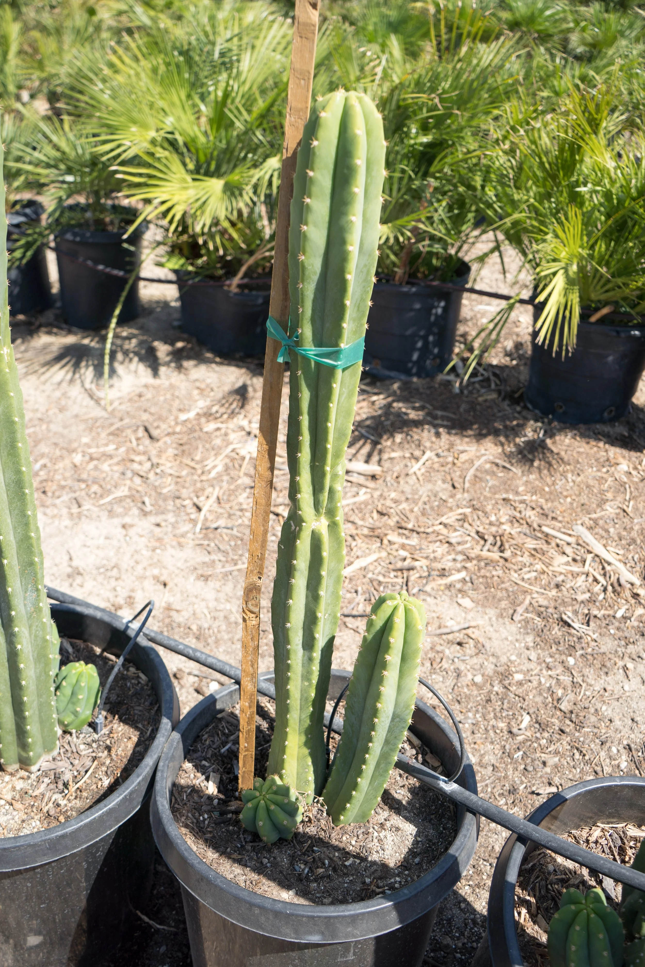 San Pedro Cactus — GDNC Nursery