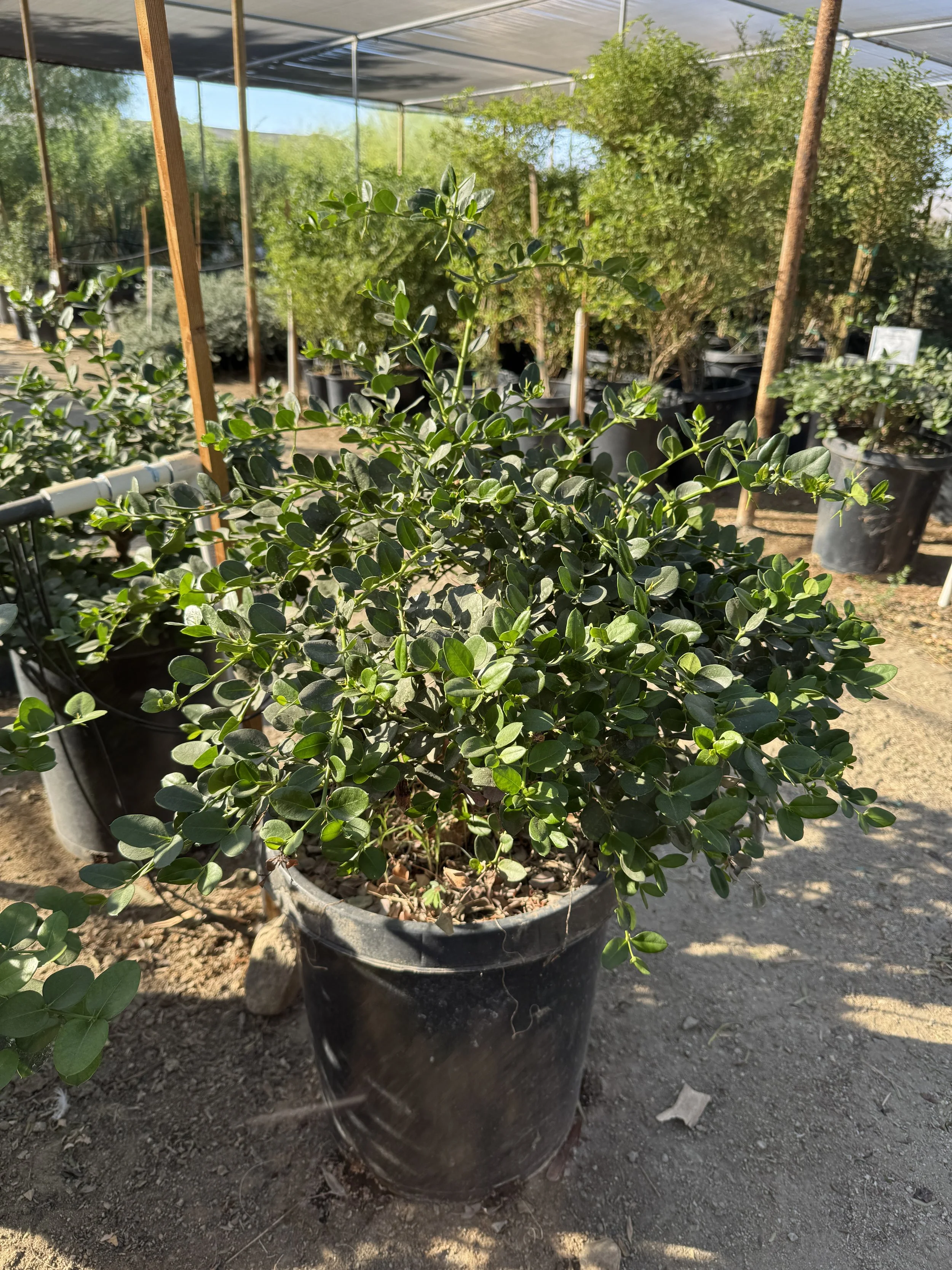 SPECIAL OFFERS — GDNC Nursery