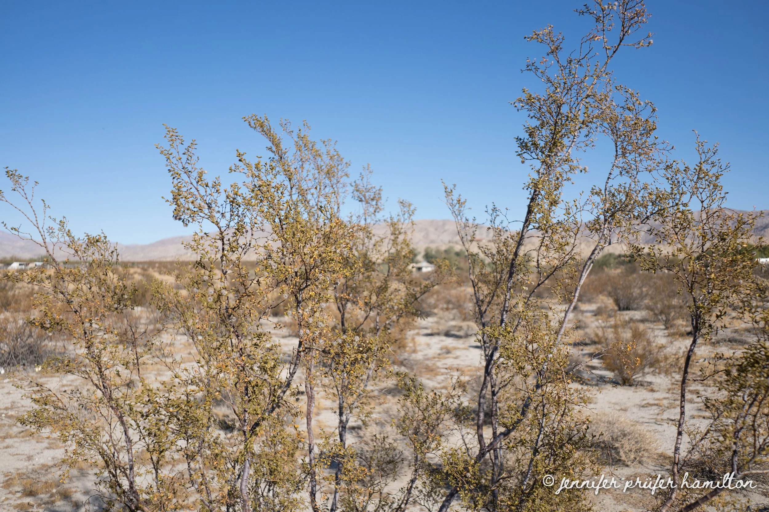 Creosote Bush — GDNC Nursery