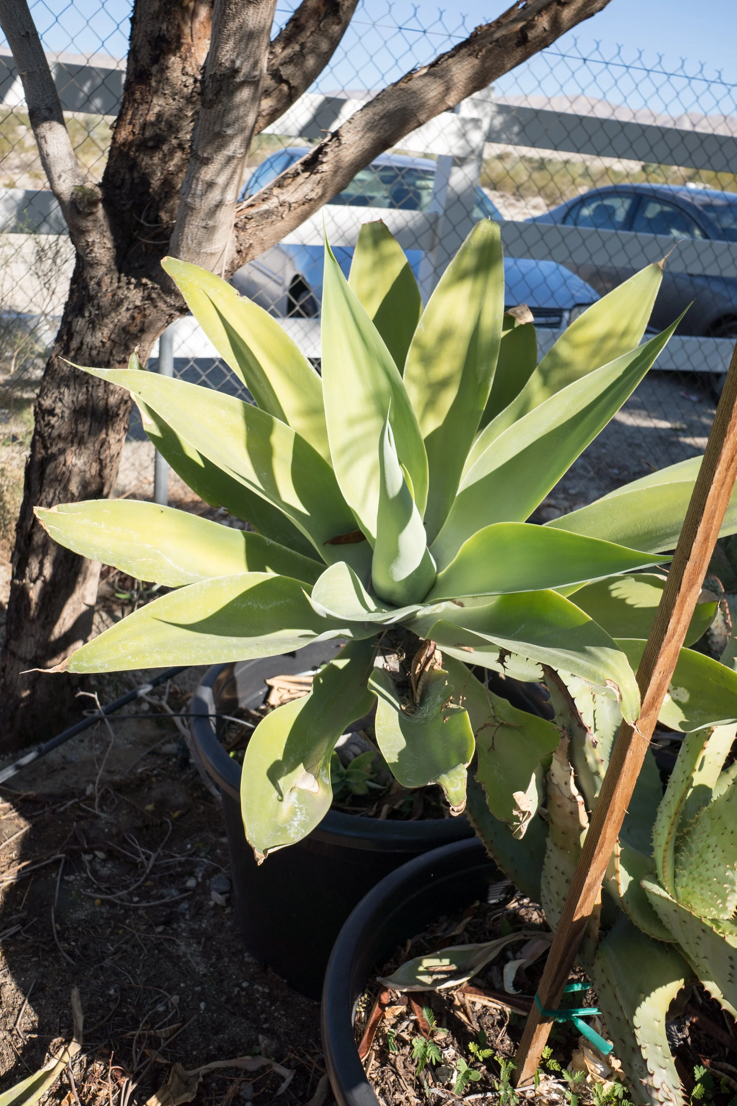 Agave Attenuata — GDNC Nursery