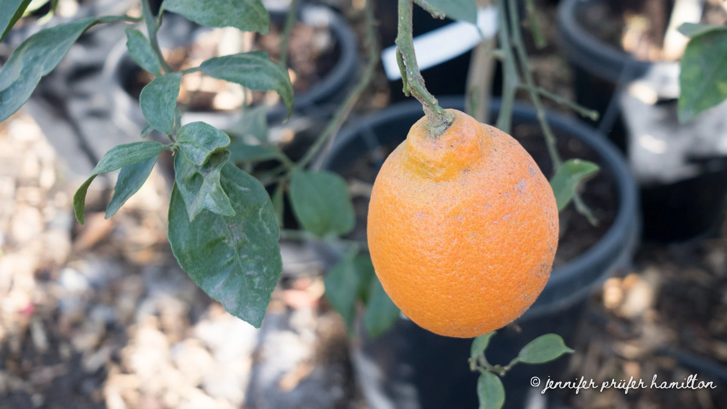 Tangelo Tree — GDNC Nursery
