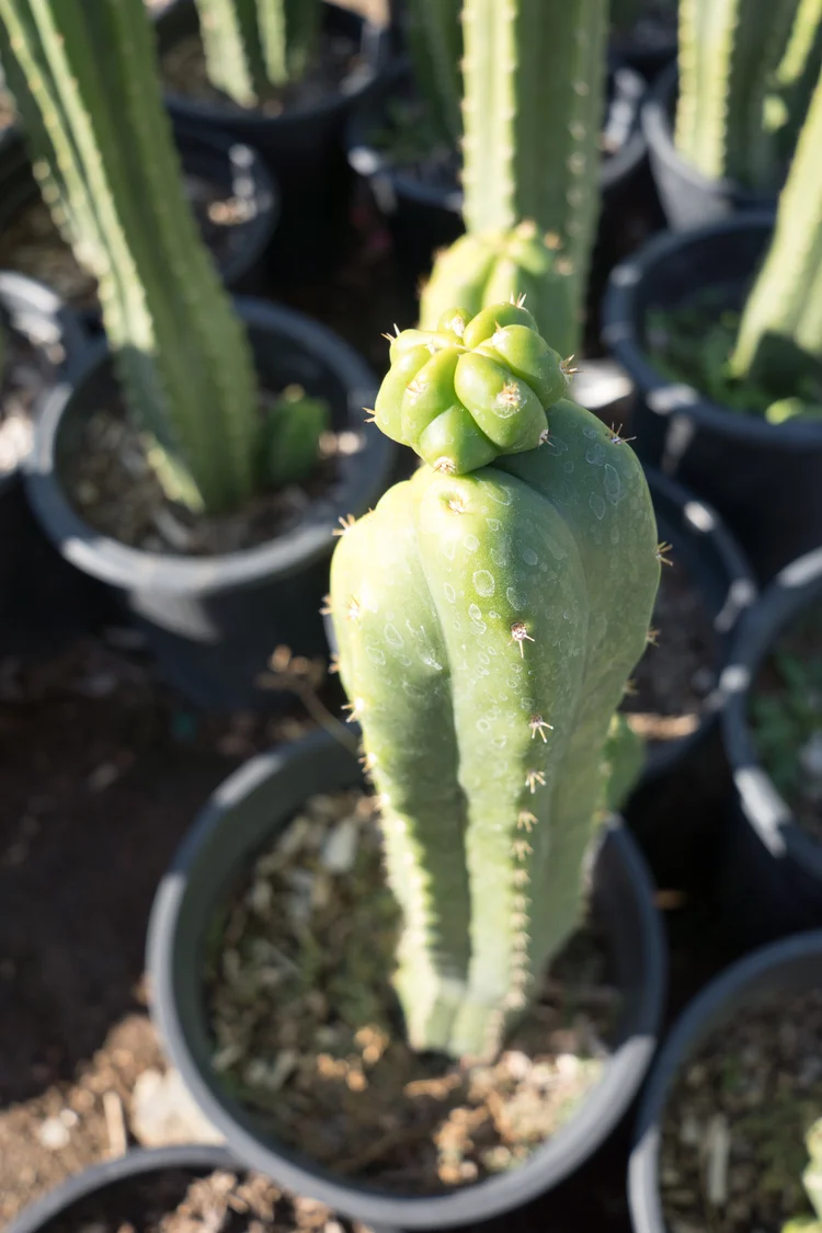 San Pedro Cactus — GDNC Nursery