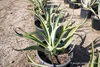 Octopus Agave — GDNC Nursery