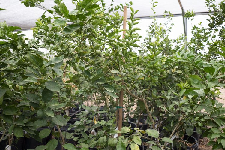 Mexican Lime Tree — GDNC Nursery