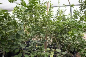 Mexican Lime Tree — GDNC Nursery
