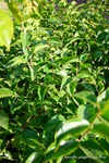 Xylosma Congestum — GDNC Nursery