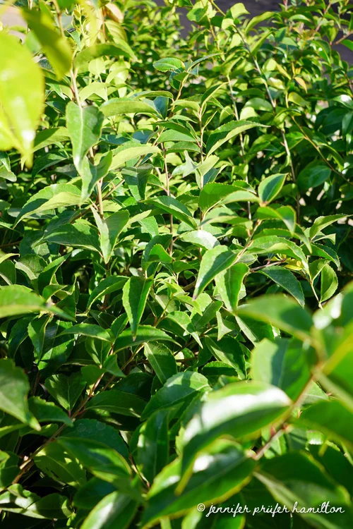 Xylosma Congestum — GDNC Nursery