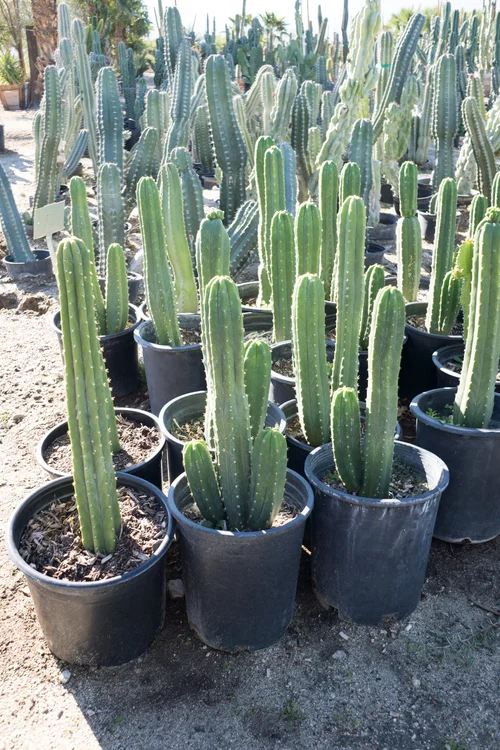 San Pedro Cactus — GDNC Nursery