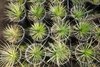 All plants for sale. Specializing in desert and drought-resistant ...