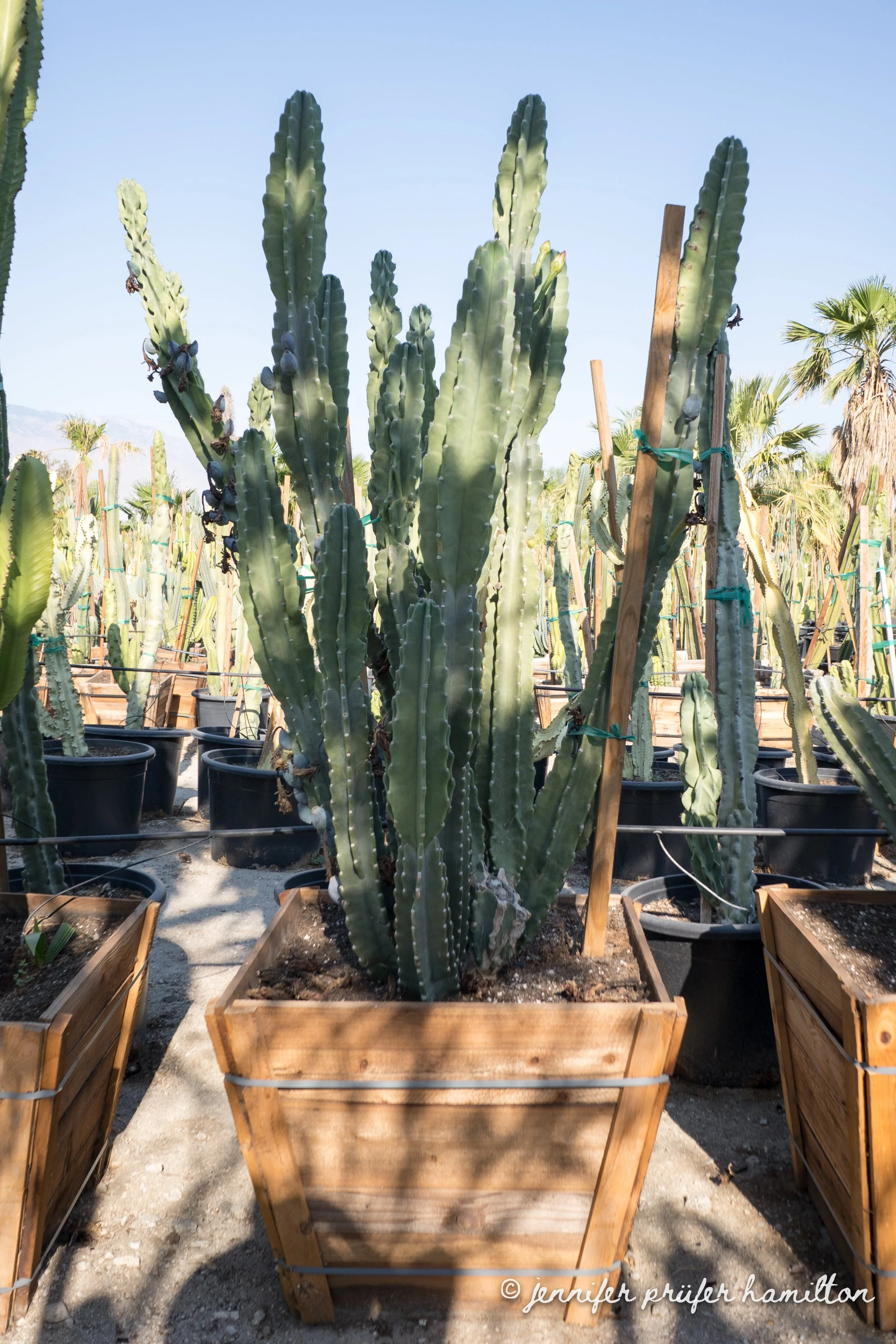 Cereus Repandus — GDNC Nursery
