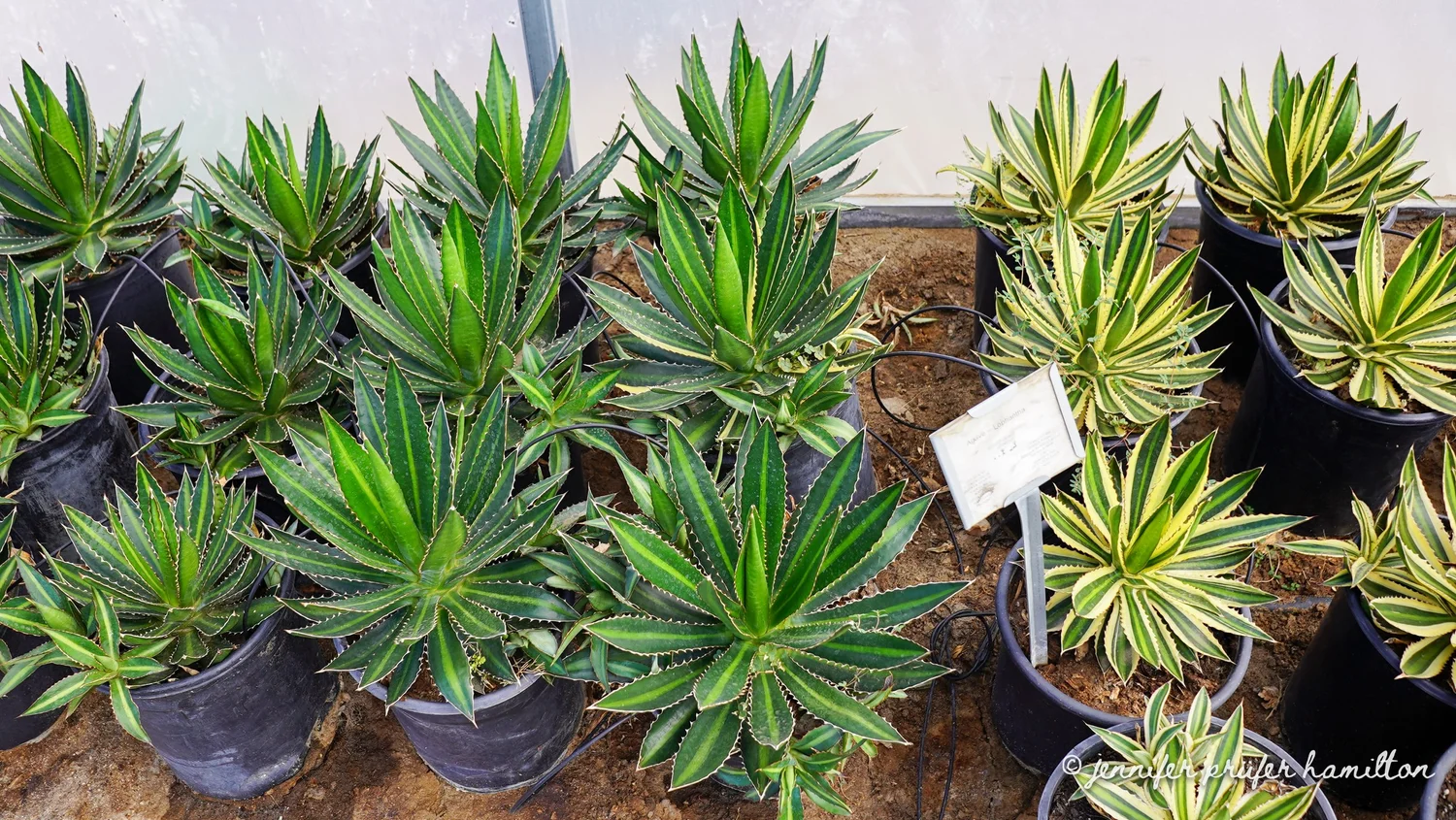 Agave Lophantha Quadricolor — GDNC Nursery
