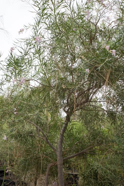 Desert Willow Tree — GDNC Nursery