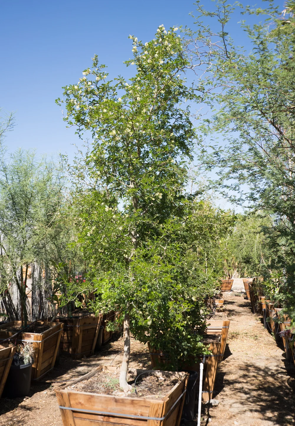 Texas Ebony Tree — GDNC Nursery