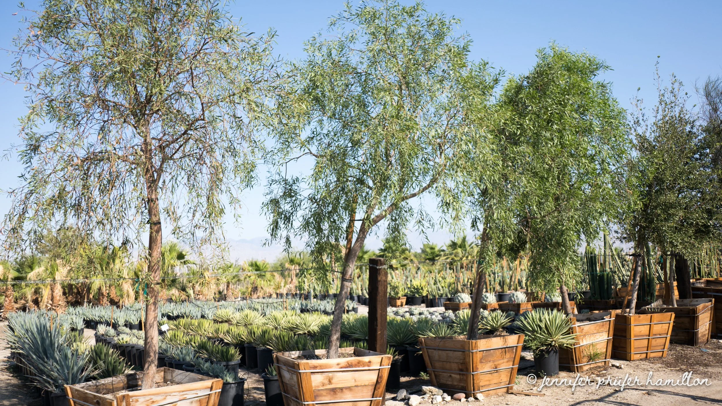 Acacia Salicina — GDNC Nursery