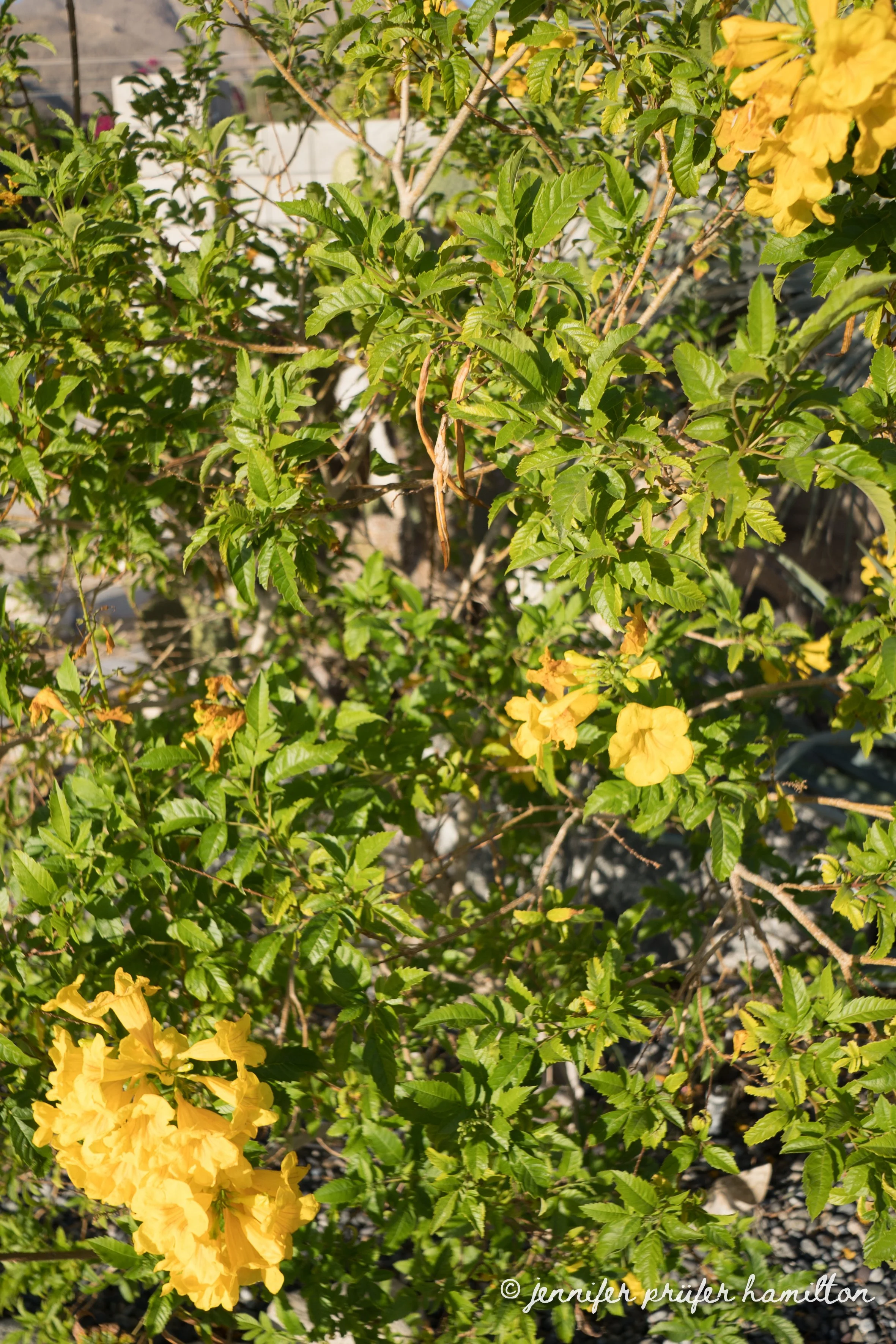 Tecoma Stans — GDNC Nursery