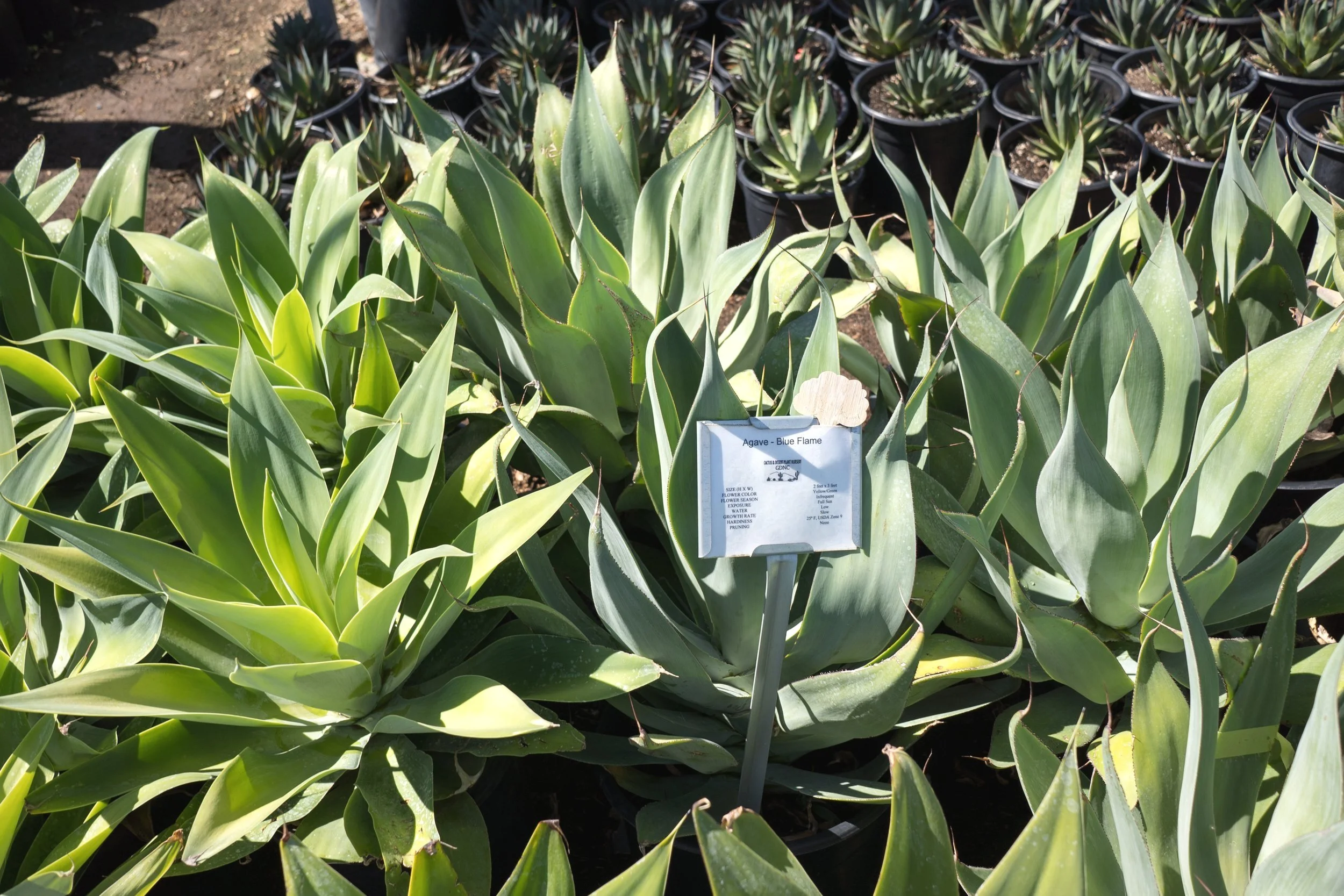All plants for sale. Specializing in desert and drought-resistant ...