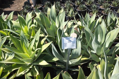 All plants for sale. Specializing in desert and drought-resistant ...