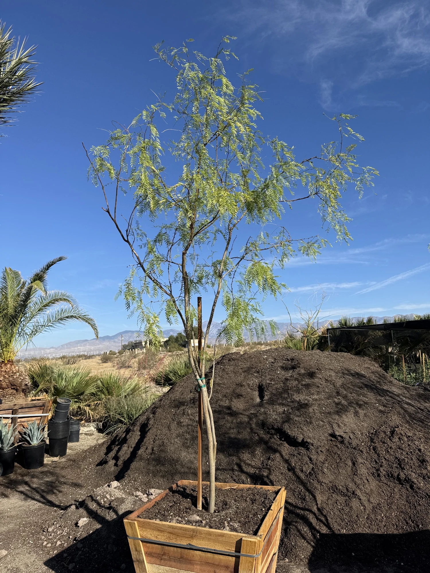 Mesquite Tree — GDNC Nursery
