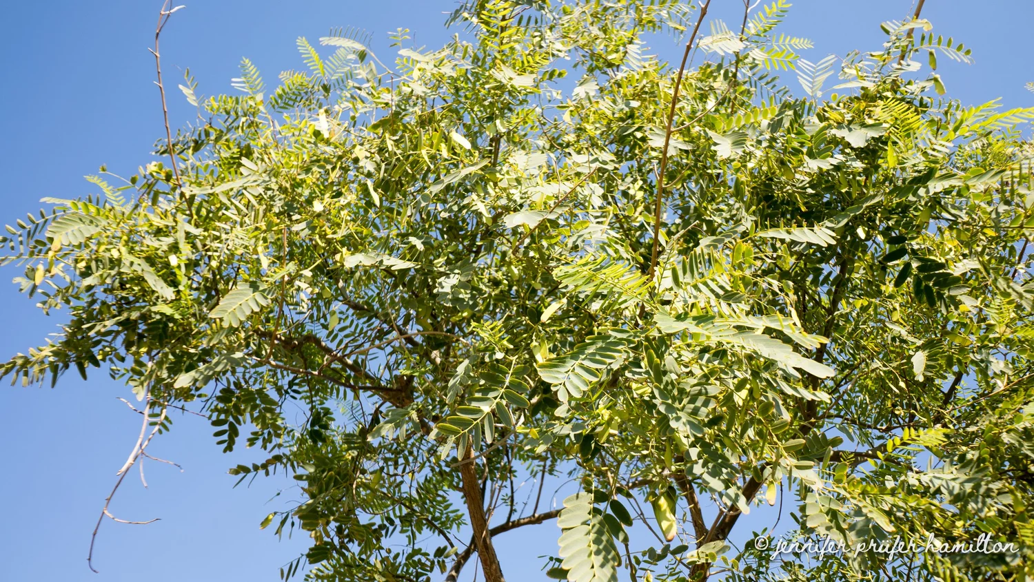 Tipuana Tipu — GDNC Nursery