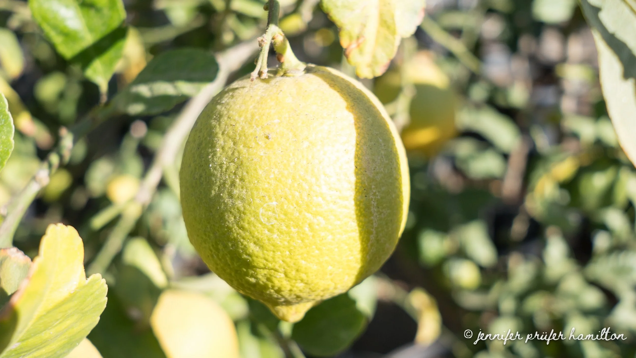 Lisbon Lemon Tree — GDNC Nursery