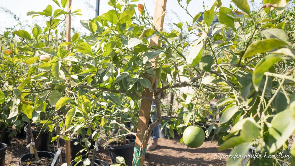 Redblush Grapefruit — GDNC Nursery