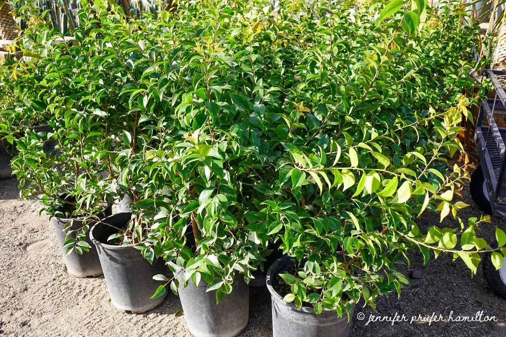Xylosma Congestum — GDNC Nursery