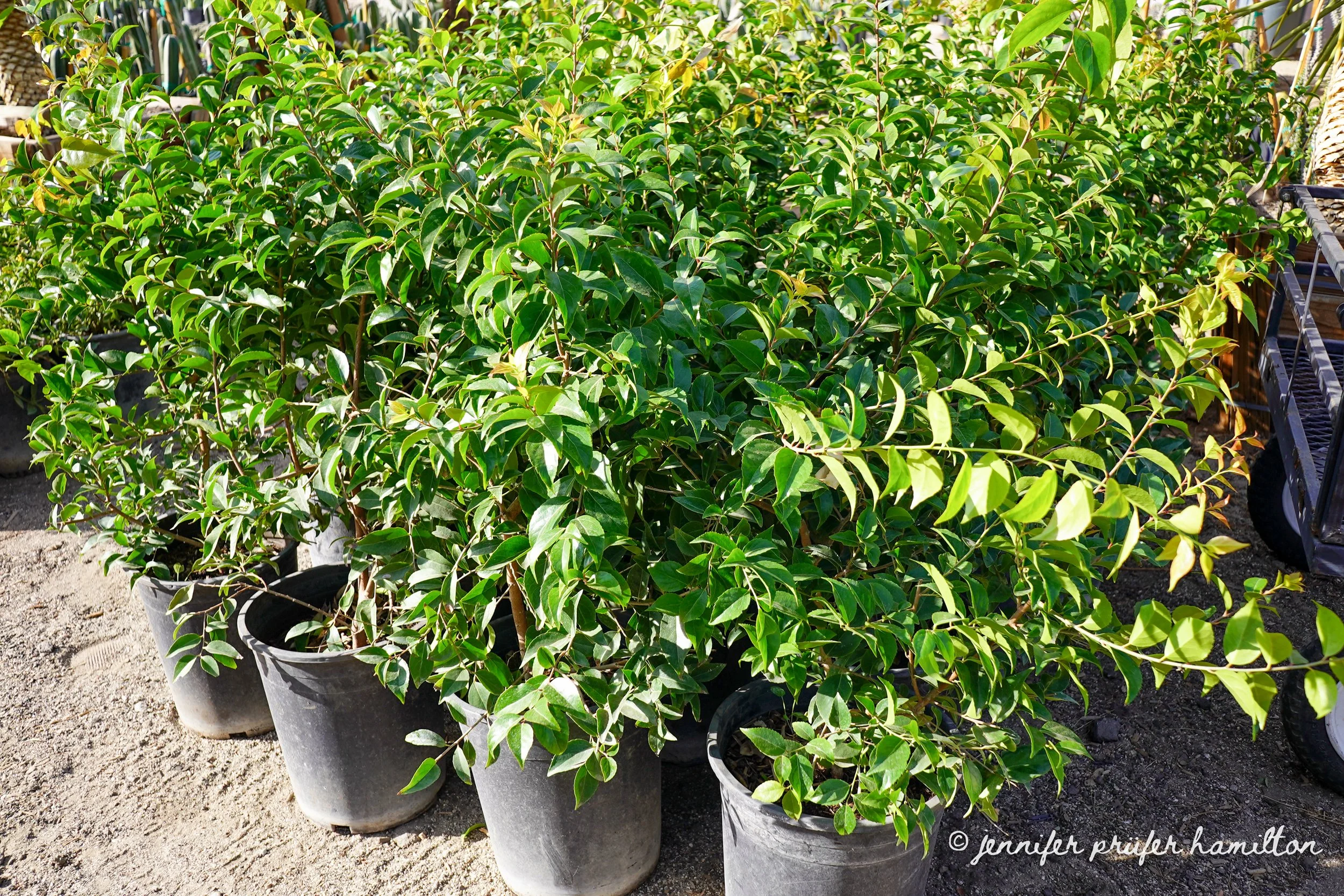 Xylosma Congestum — GDNC Nursery