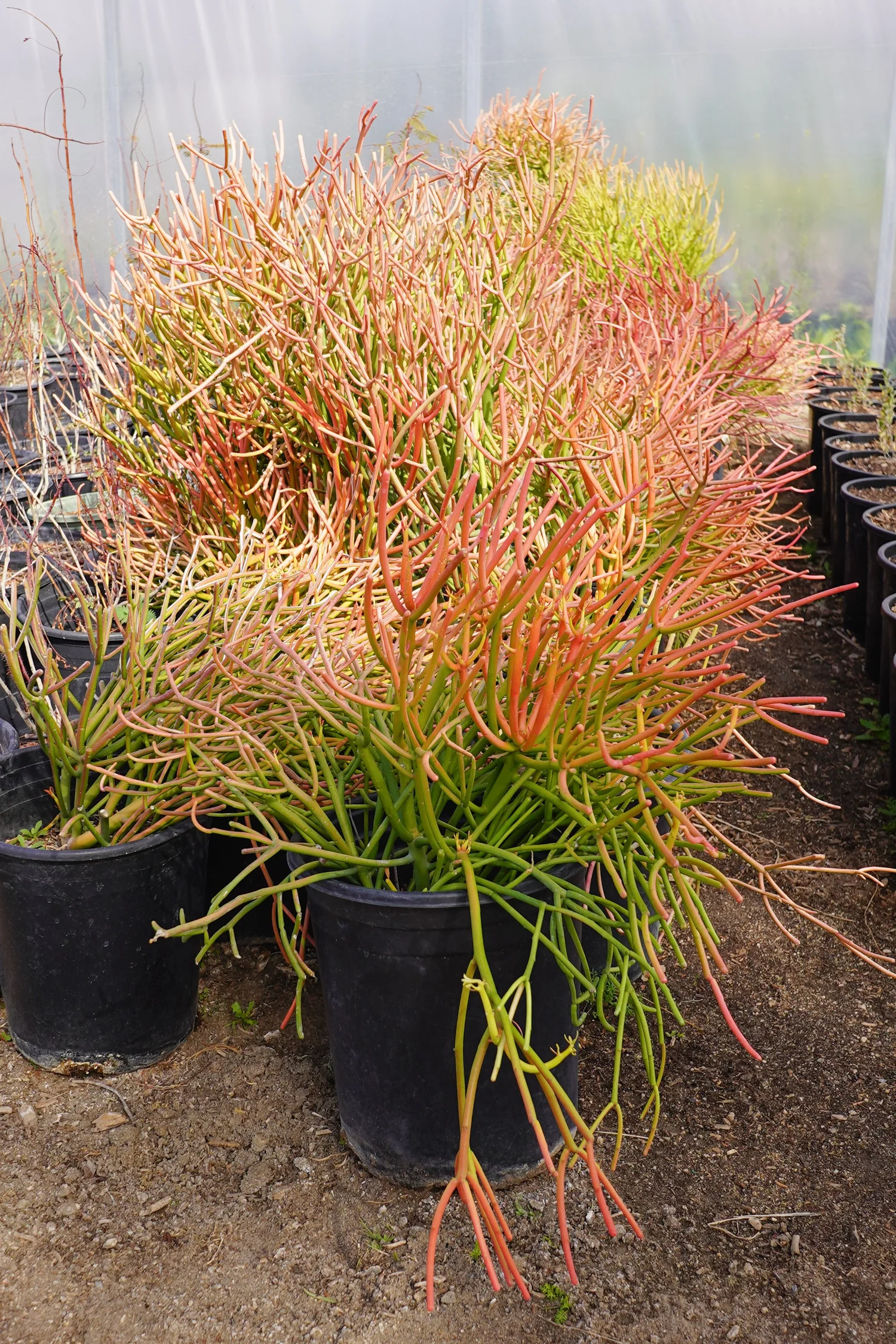Sticks on Fire — GDNC Nursery