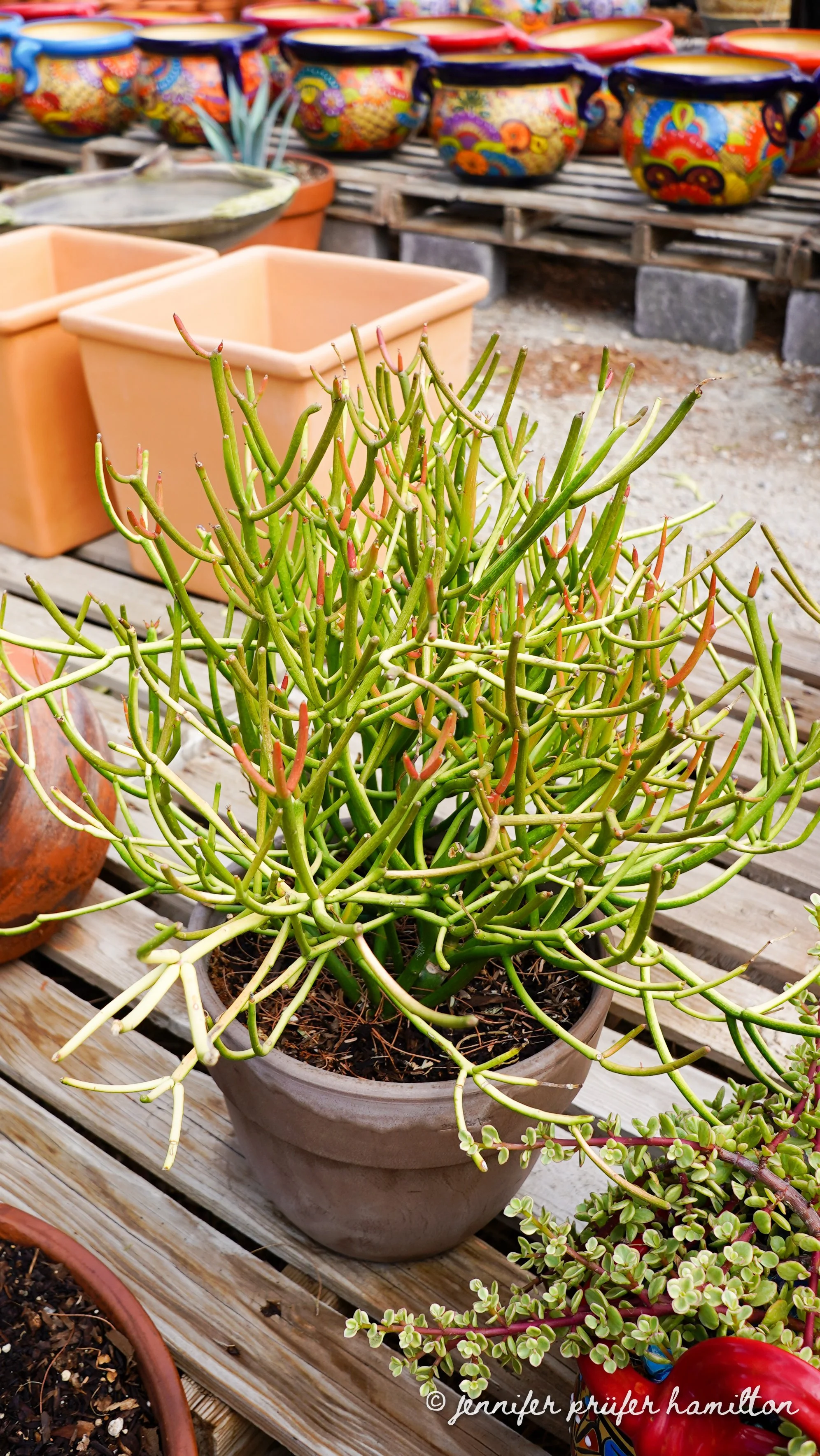 Pencil Cactus — GDNC Nursery