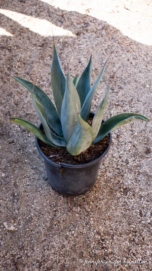 Agave Weberi — GDNC Nursery