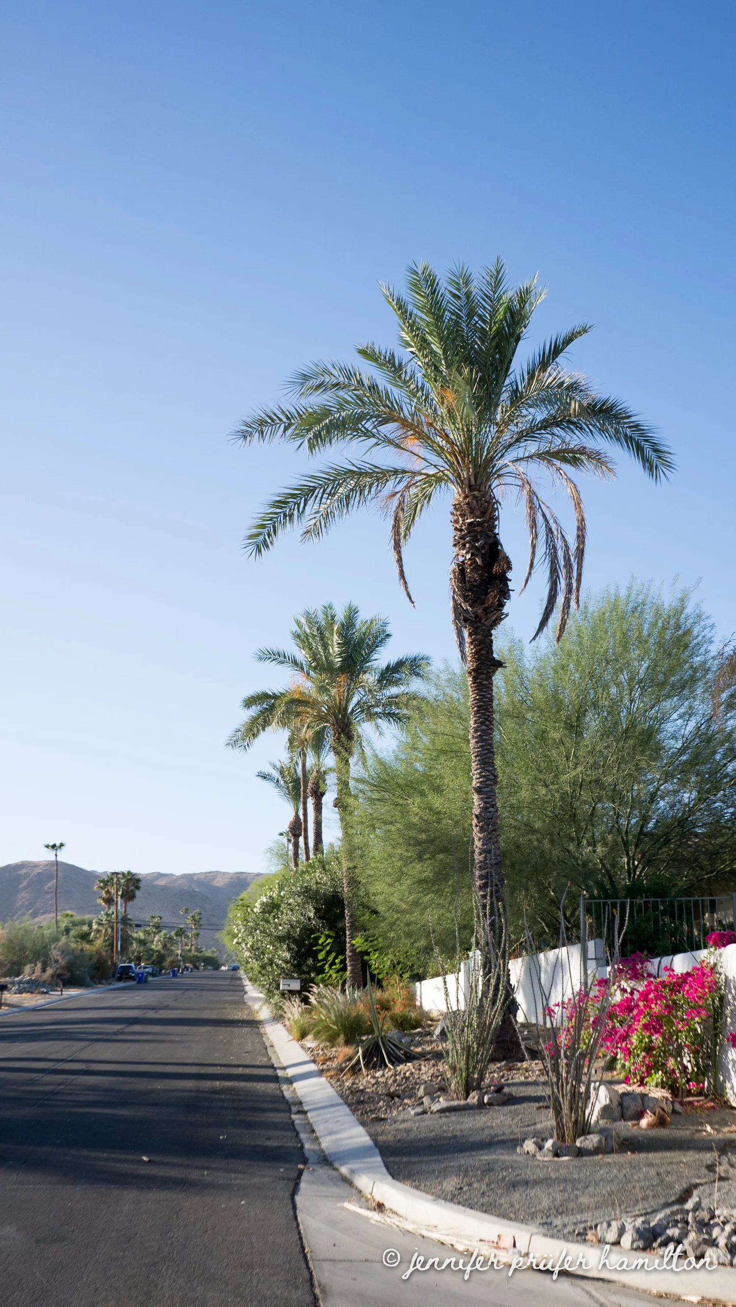 Date Palm Tree — GDNC Nursery